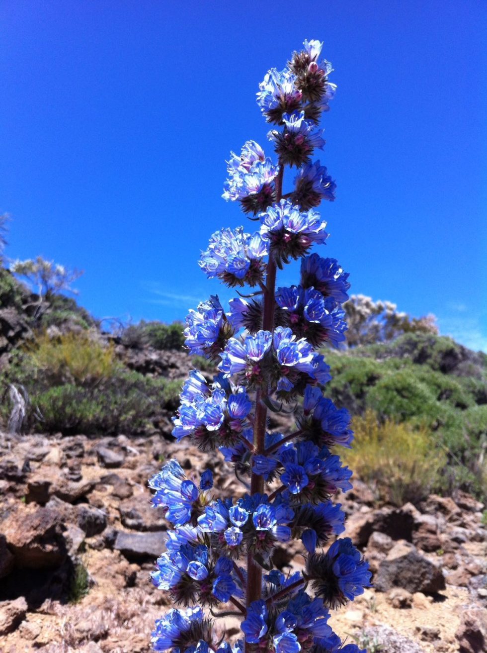Unsere schönsten Fotos der endemischen Flora Teneriffas hier!