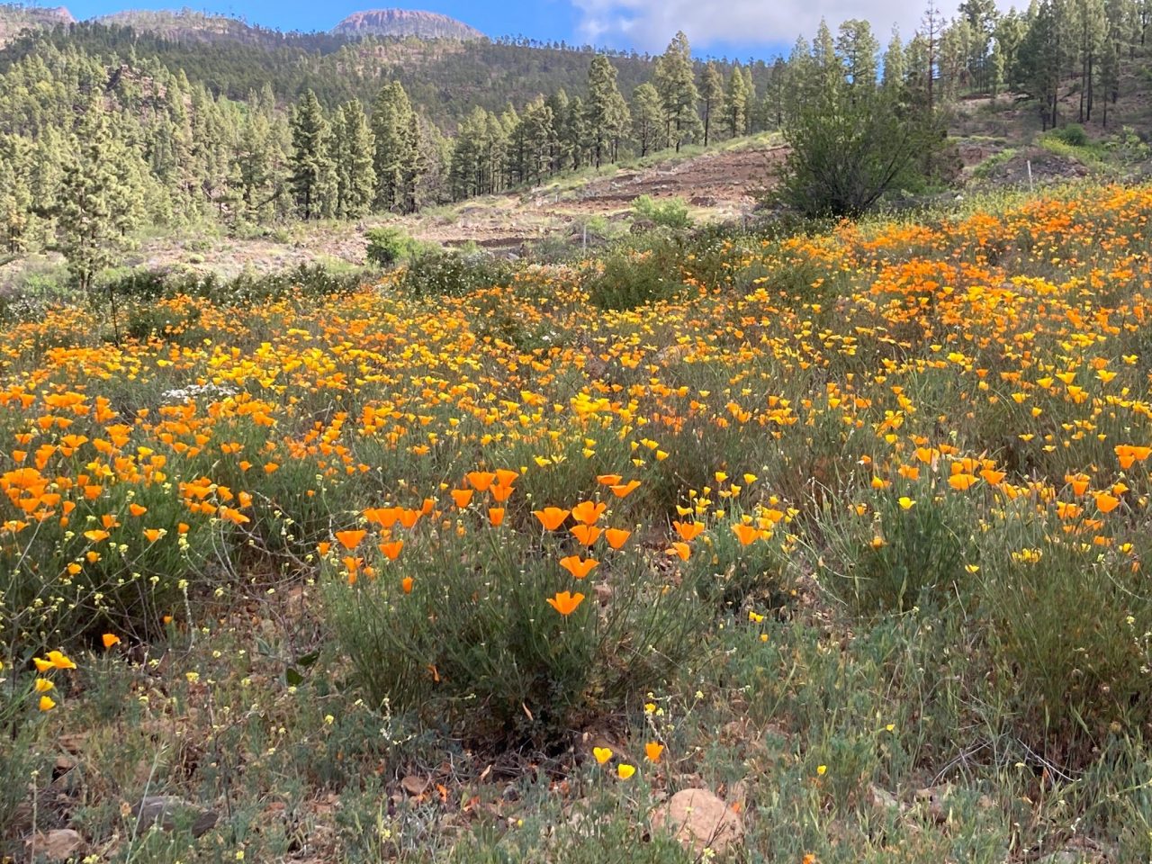 Unsere schönsten Fotos der endemischen Flora Teneriffas hier!