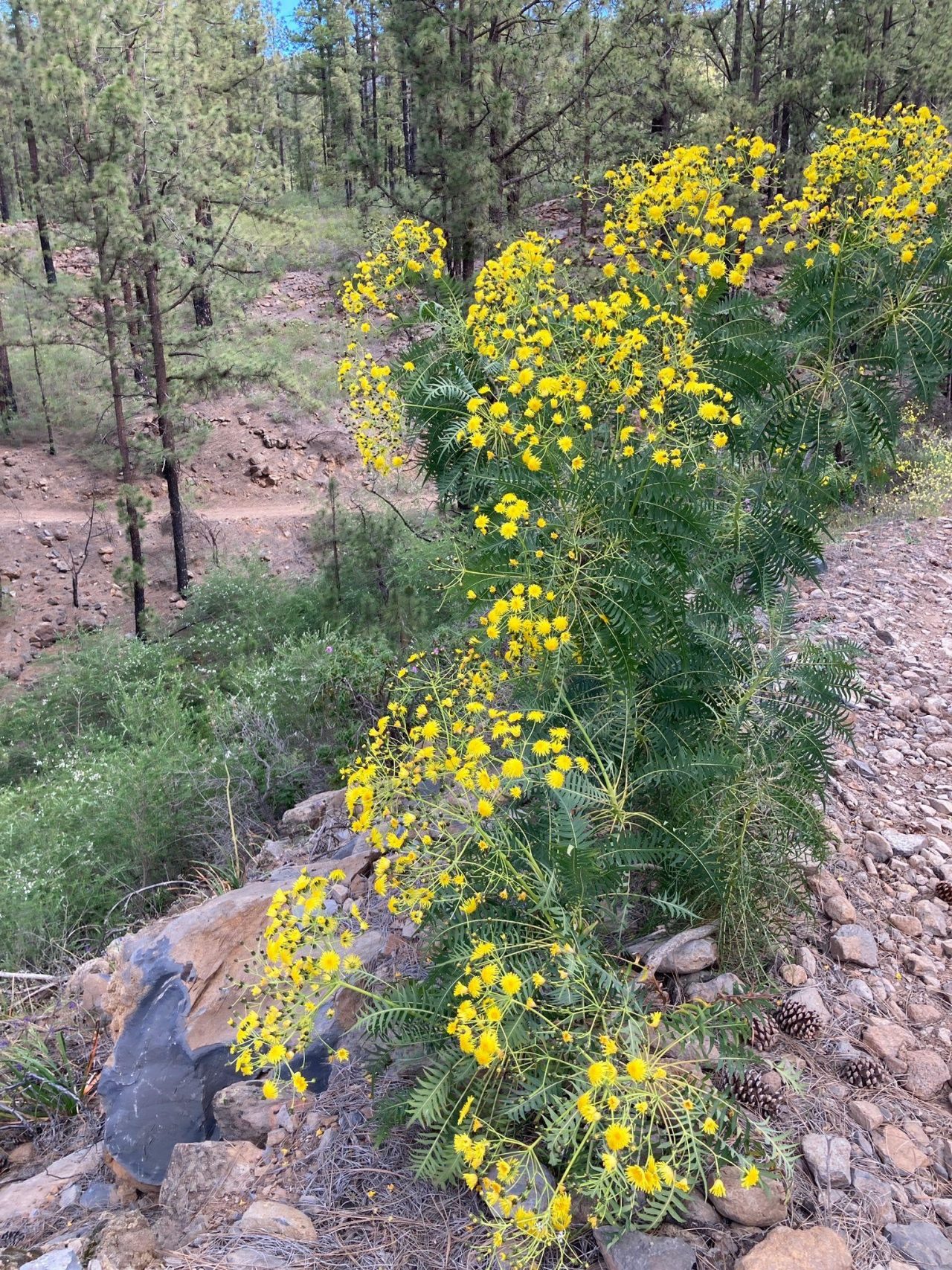 Unsere schönsten Fotos der endemischen Flora Teneriffas hier!